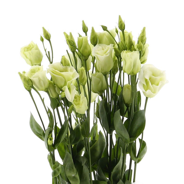 Lisianthus Green - Bulk and Wholesale – Bunches Direct USA