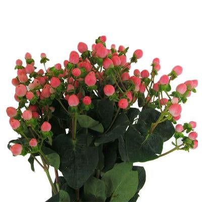 Peach Hypericum Berries - Bulk and Wholesale – Bunches Direct USA