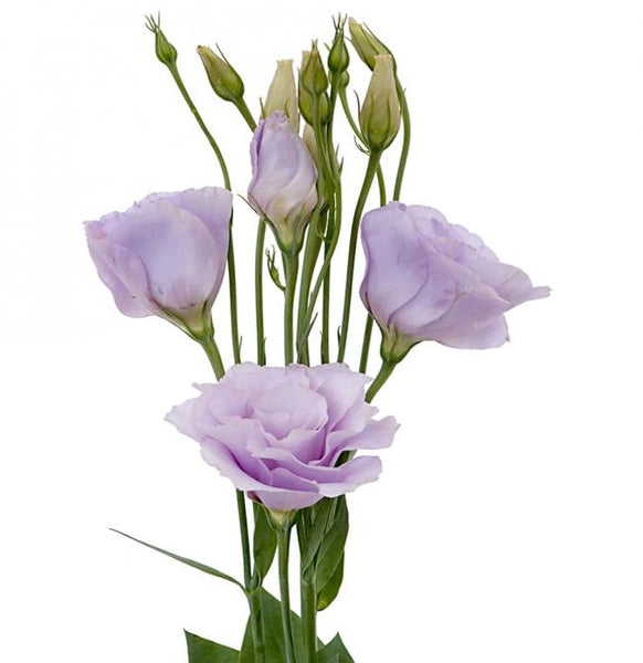 Lisianthus Lavender - Bulk and Wholesale – Bunches Direct USA
