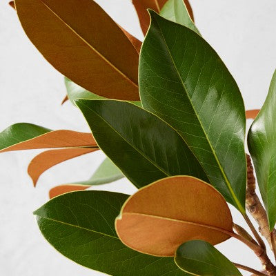 Magnolia Leaves - Bulk and Wholesale – Bunches Direct USA