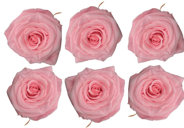 Light Pink Eternal Roses – Bunches Direct USA