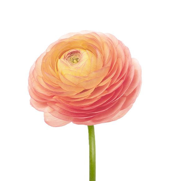 Peach Ranunculus – Bunches Direct USA