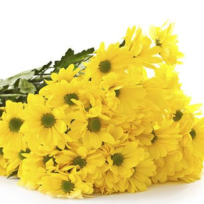 Chrysanthemum Daisy Yellow - Bulk and Wholesale – Bunches Direct USA