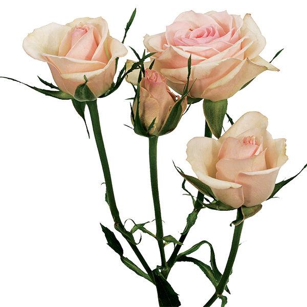 Spray Roses Blush Pink - Bulk and Wholesale – Bunches Direct USA