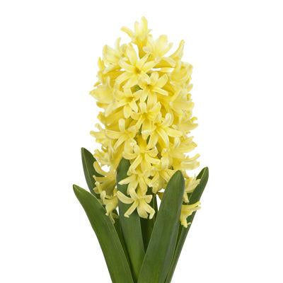Hyacinth Yellow - Bulk and Wholesale – Bunches Direct USA