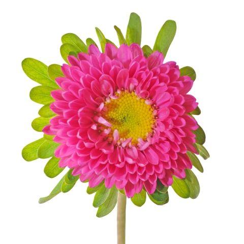 Aster Matsumoto Pink - Bulk and Wholesale – Bunches Direct USA