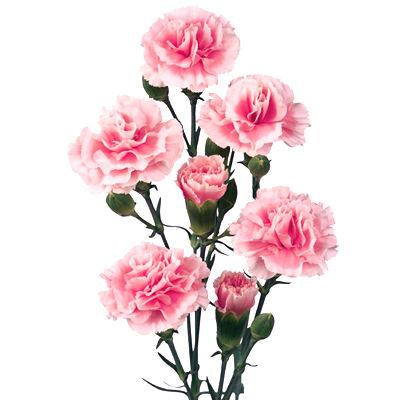 Carnation Mini Light Pink - Bulk and Wholesale – Bunches Direct USA