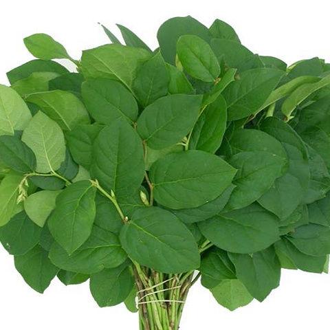 Salal - Bulk and Wholesale – Bunches Direct USA