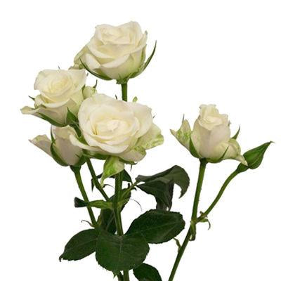 Spray Roses White - Bulk and Wholesale – Bunches Direct USA